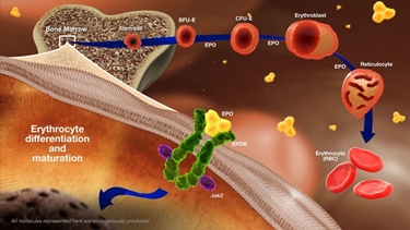 ERITROPOIETINA (EPO): CARATTERISTICHE E APPLICAZIONI – BioGenTech ...