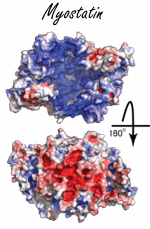 BIMAGRUMAB E SUOI EFFETTI SU MASSA MUSCOLARE E GRASSO CORPOREO ...
