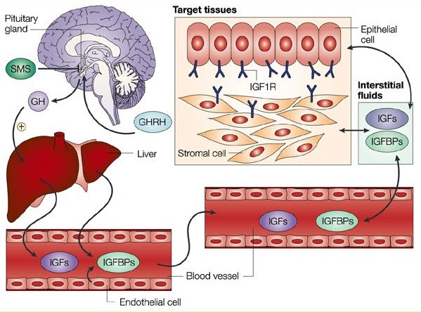 Protocollo di GH per l’Ipertrofia (4° ed ultima Parte) – BioGenTech ...