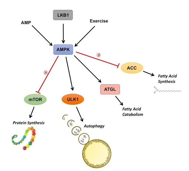 GDA (Glucose Disposal Agent): caratteristiche e applicazioni (2° Parte ...