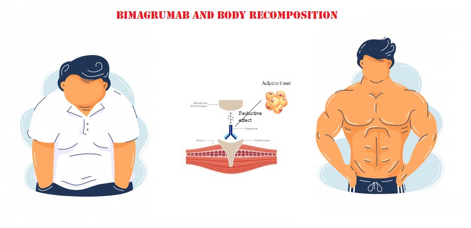 Bimagrumab e suo effetto sulla ricomposizione corporea. – BioGenTech ...