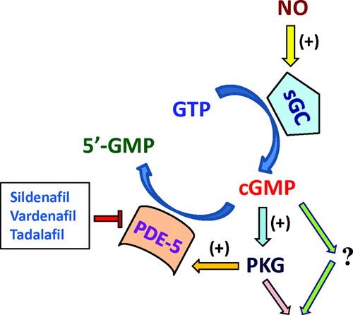 uso degli inibitori della PDE-5 nel bodybuilding. – BioGenTech – Sport ...